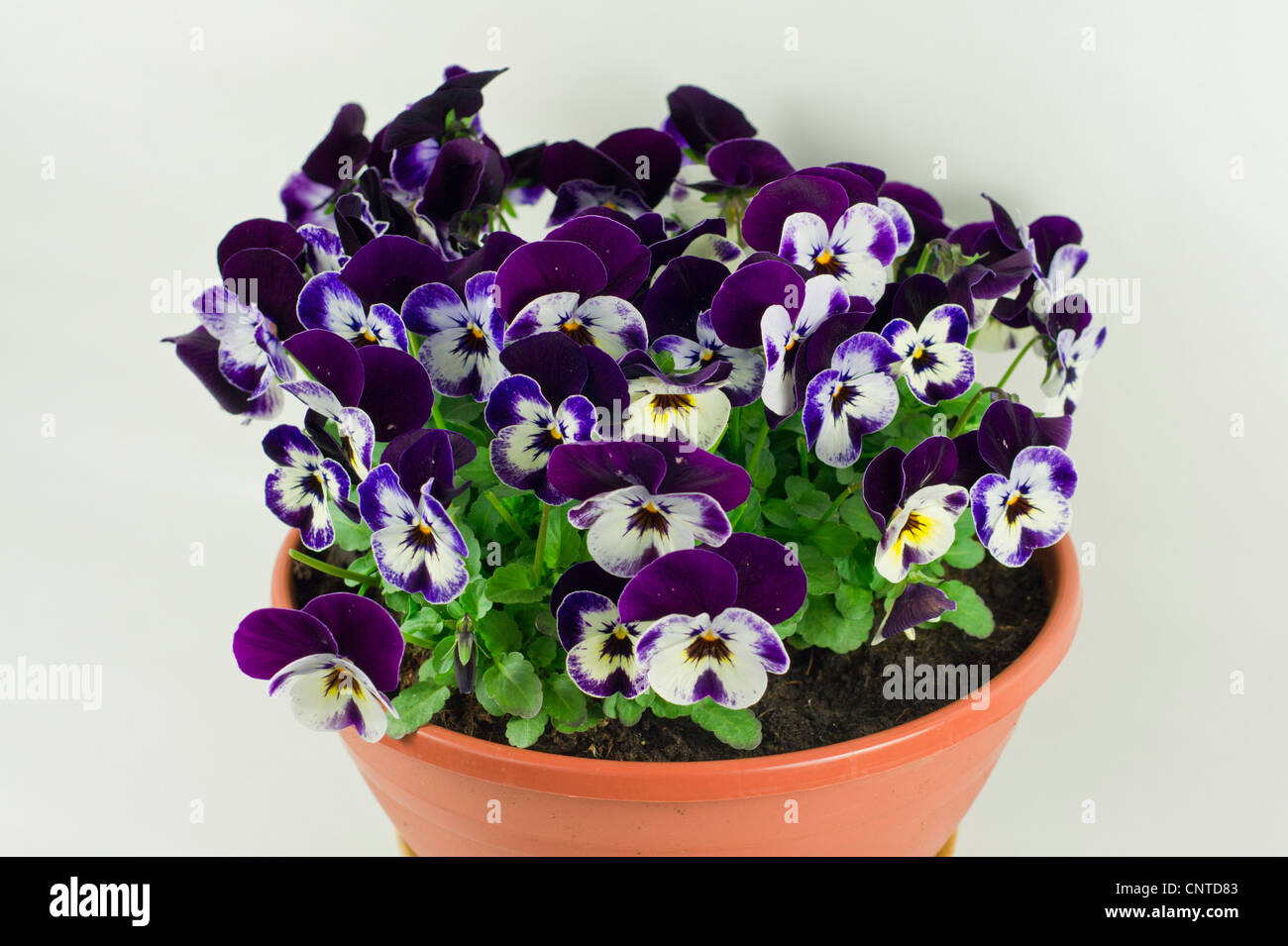 Violaceae family hi-res stock photography and images - Alamy
