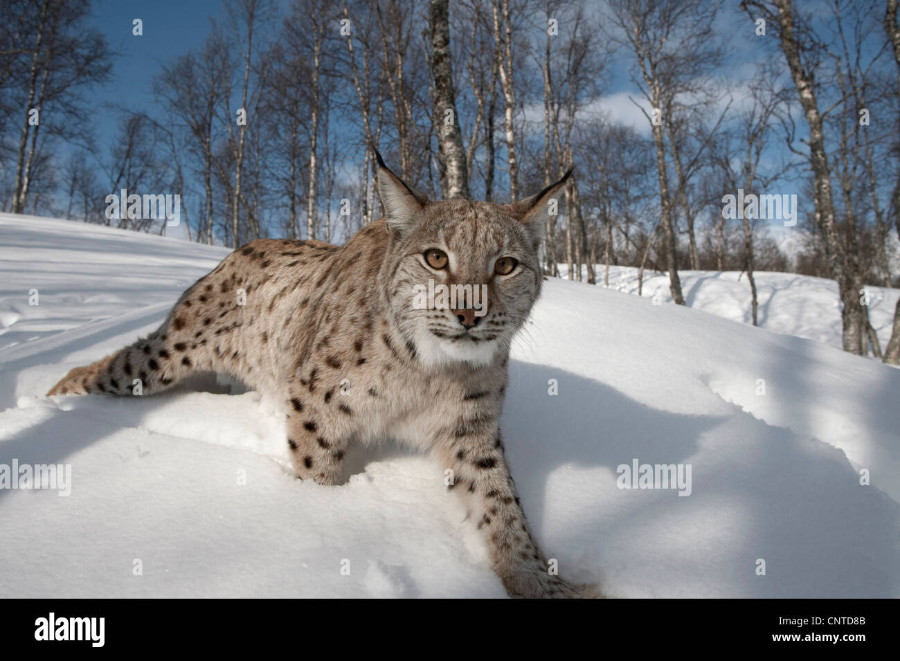 Eurasian lynx (Lynx lynx), adult female walking through winter birch ...