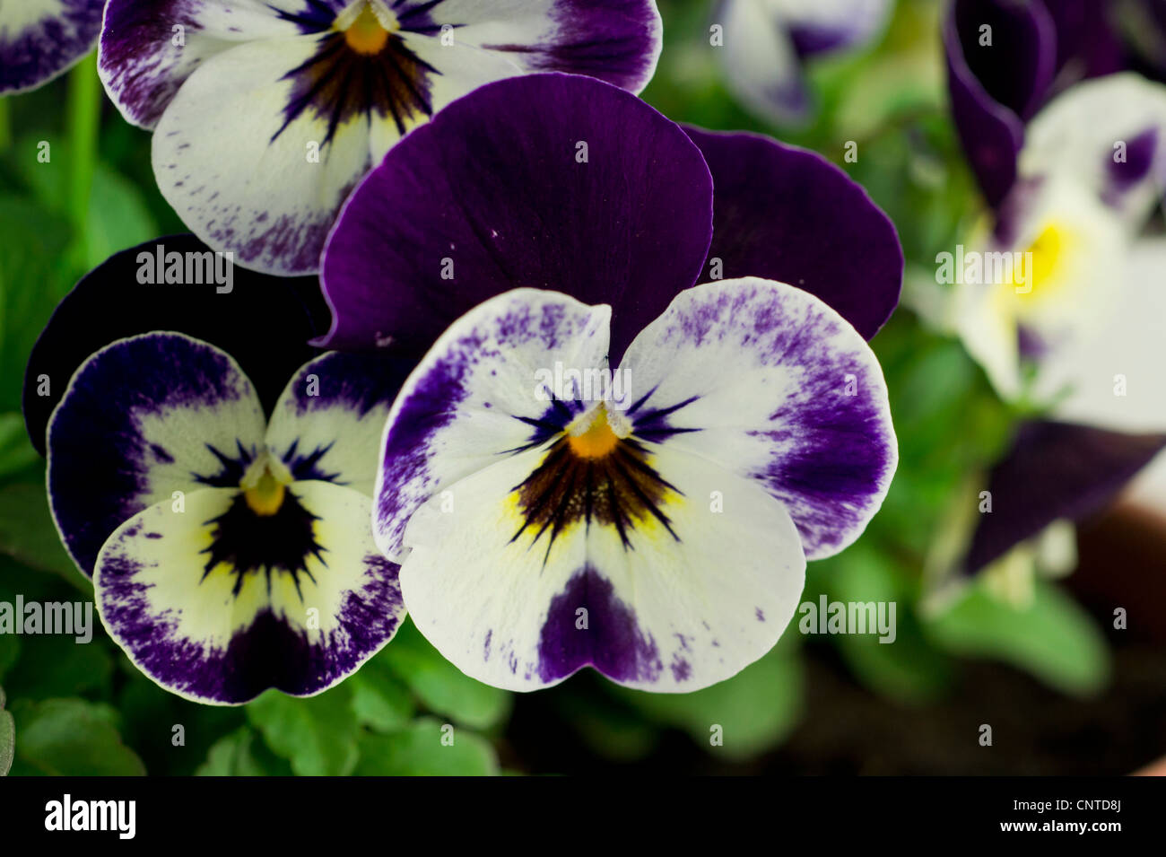 The violet family violaceae hi-res stock photography and images - Alamy