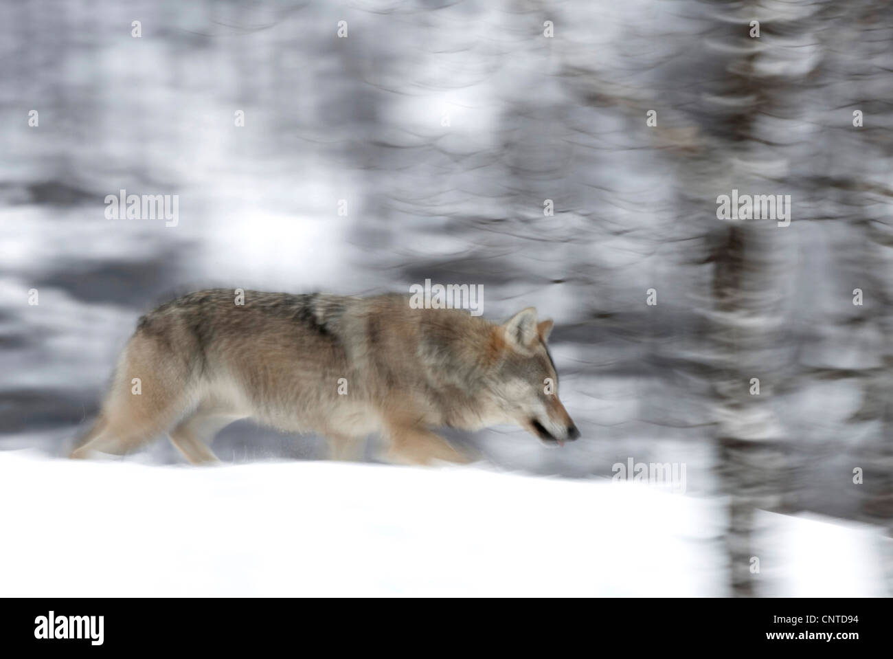 European gray wolf (Canis lupus lupus), in snow-laden boreal birch ...