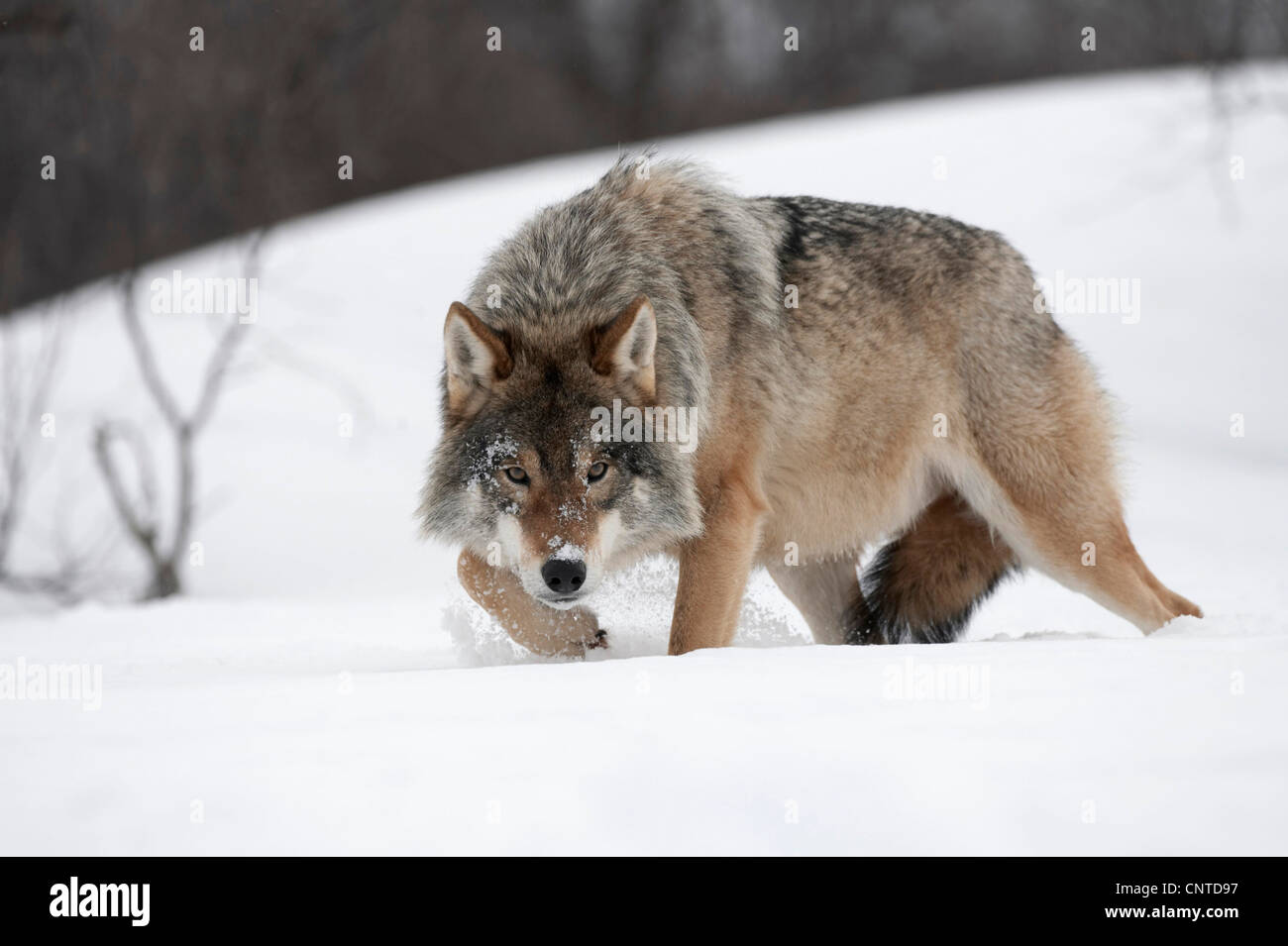 European gray wolf (Canis lupus lupus), adult male in boreal birch ...