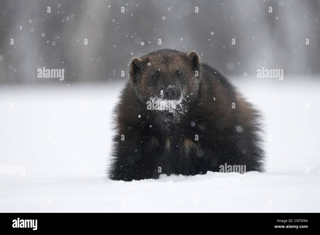 wolverine (Gulo gulo), adult in heavy snowfall, Norway, Bardu Stock ...