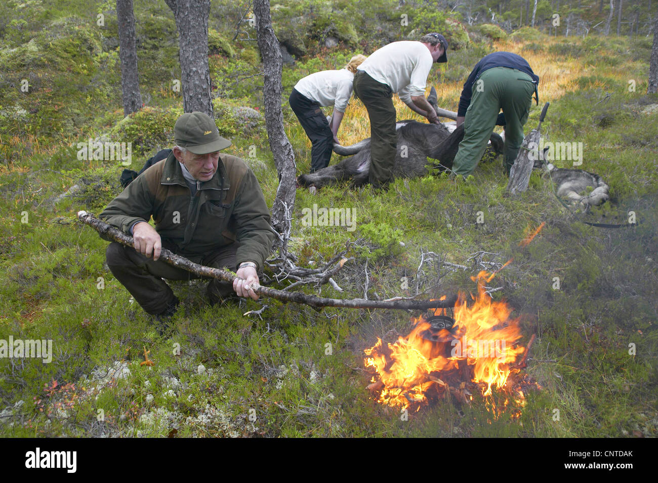 elk, European moose (Alces alces alces), animal hunted down being ...
