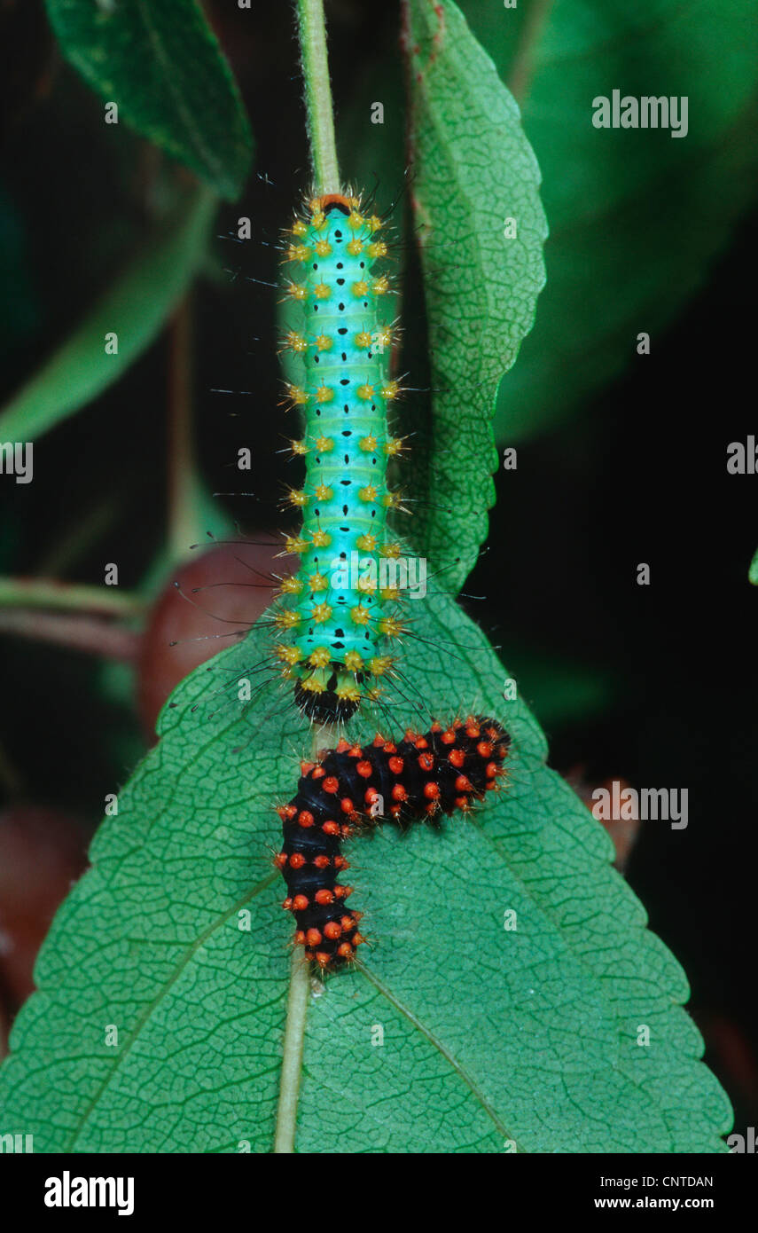 giant peacock moth (Saturnia pyri), sitting on a leaf, Germany Stock ...