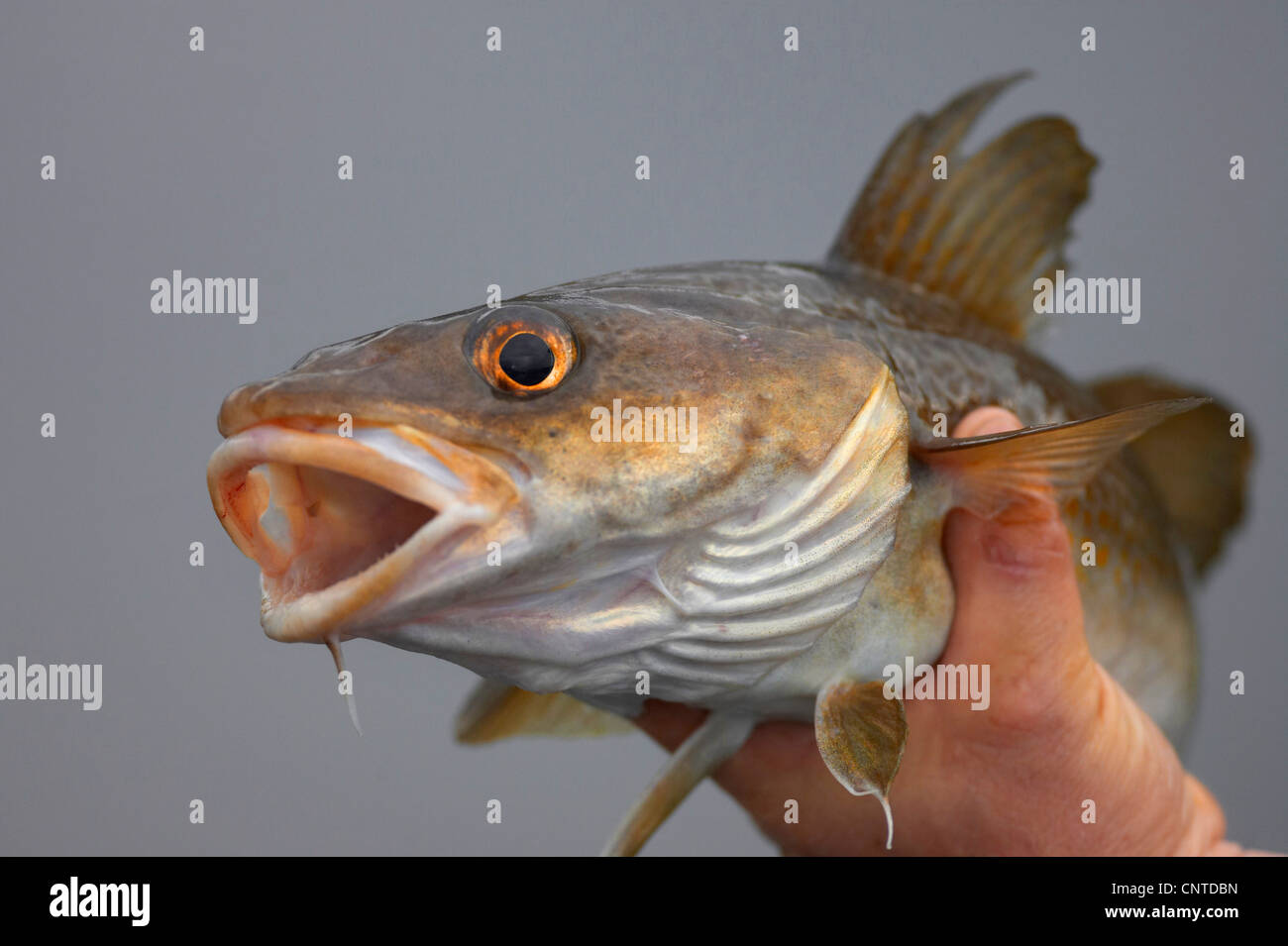 cod, Atlantic cod, codling (Gadus morhua), a fisherman's hand holding a ...