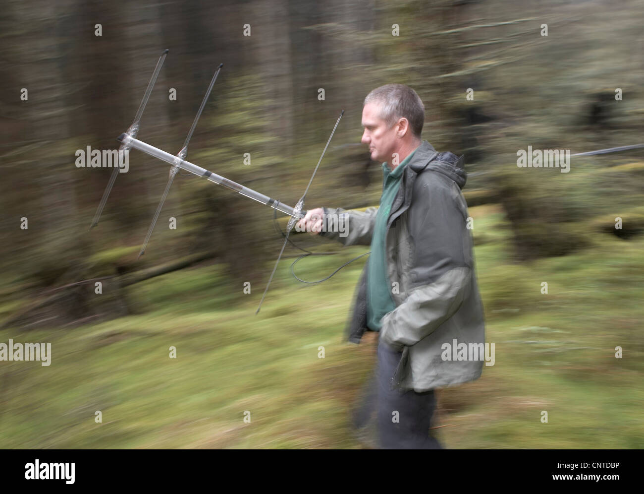 Conservation officer radio tracking an animal hi-res stock photography ...