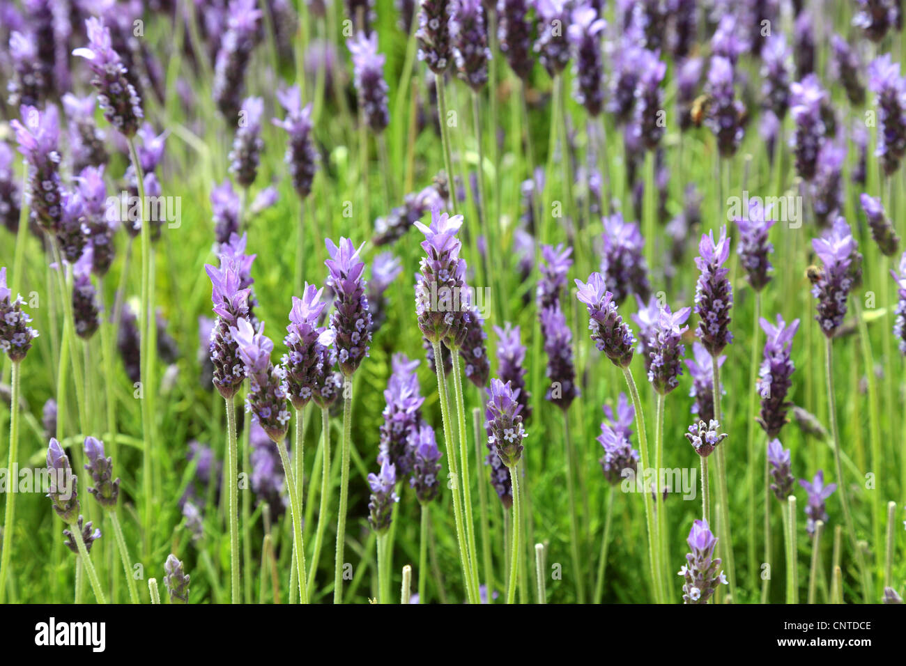 English lavende hi-res stock photography and images - Alamy