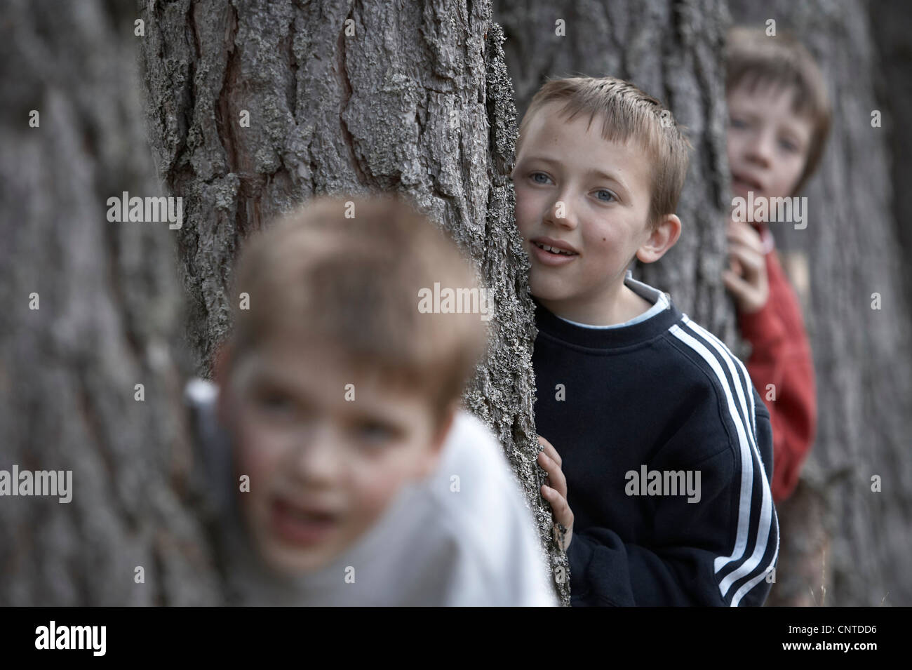 three boys in the forest peering from behind three trees trunks, United ...