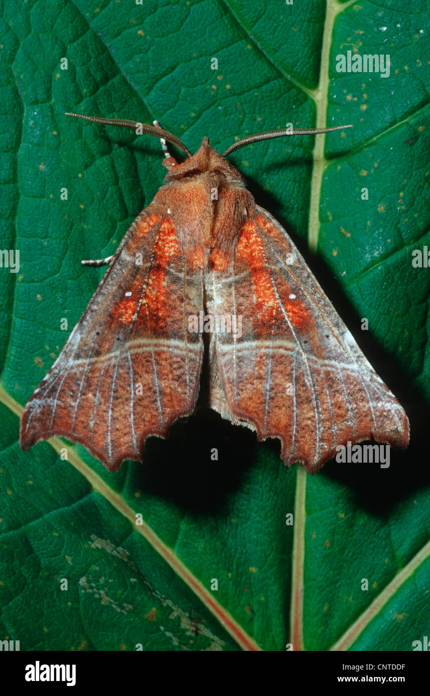 Side view of the herald moth hi-res stock photography and images - Alamy