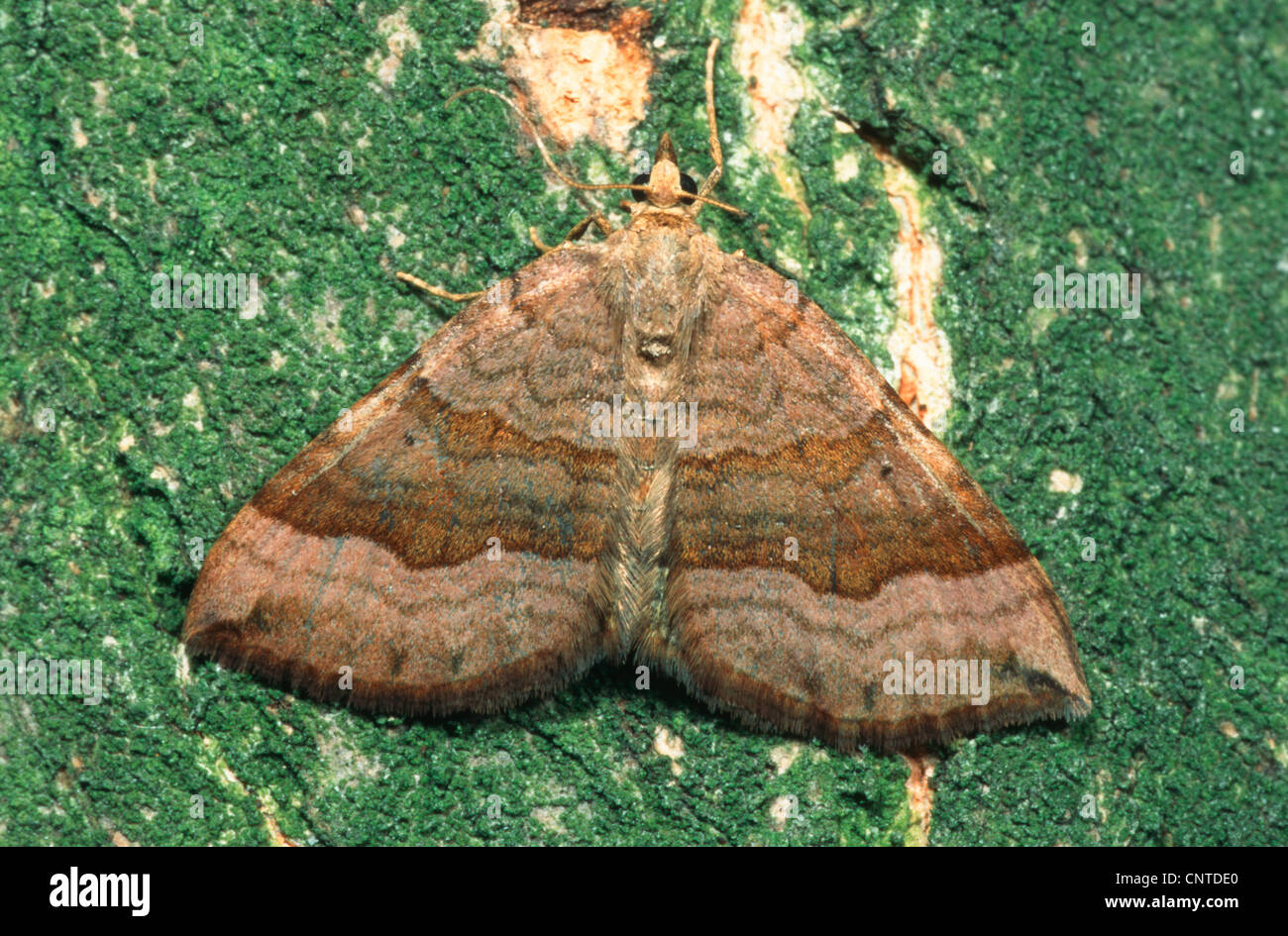 Shaded broad bar moth hi-res stock photography and images - Alamy