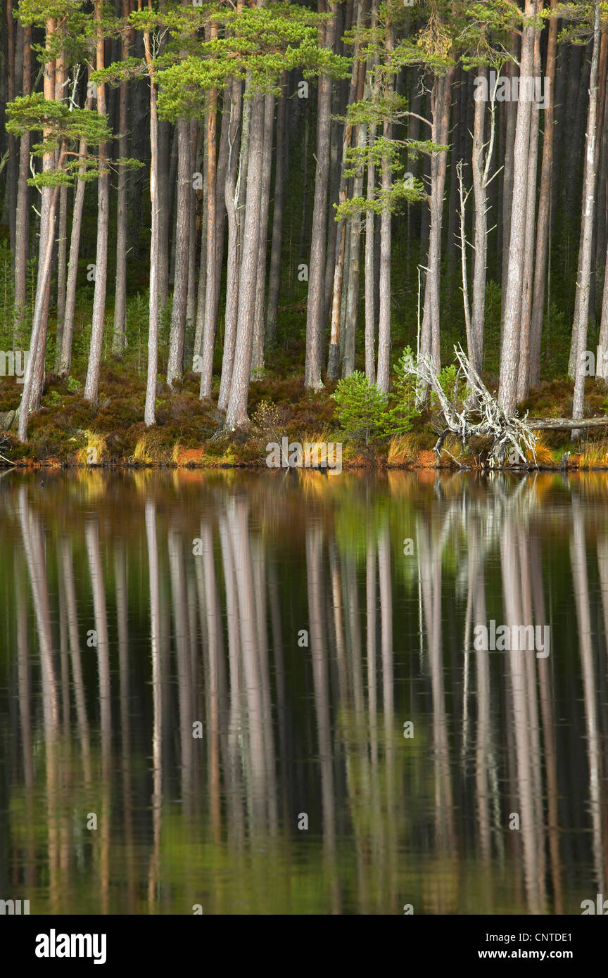 Scotch pine, scots pine (Pinus sylvestris), forest standing at the ...