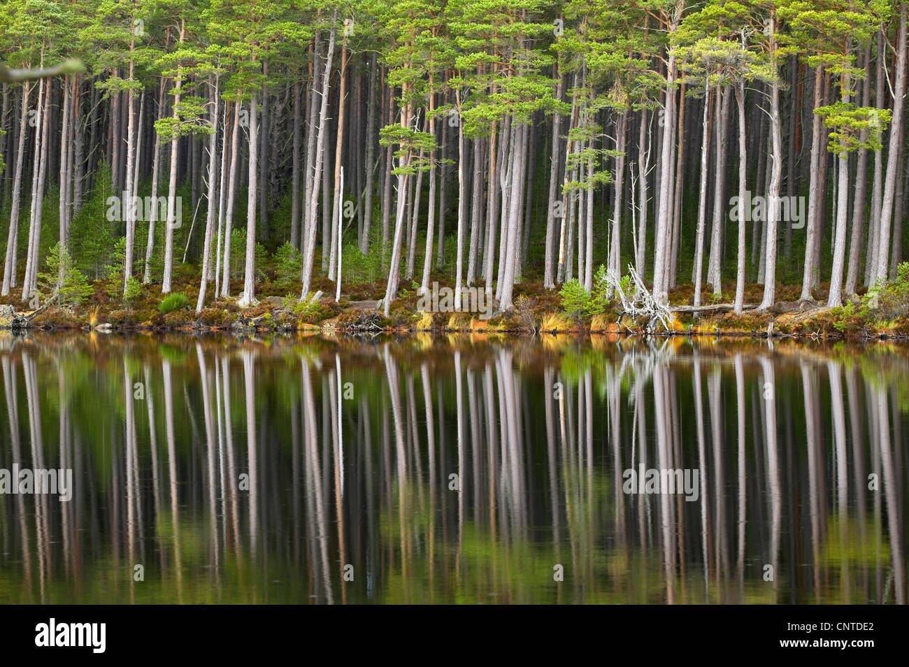 Scotch pine, scots pine (Pinus sylvestris), forest standing at the ...