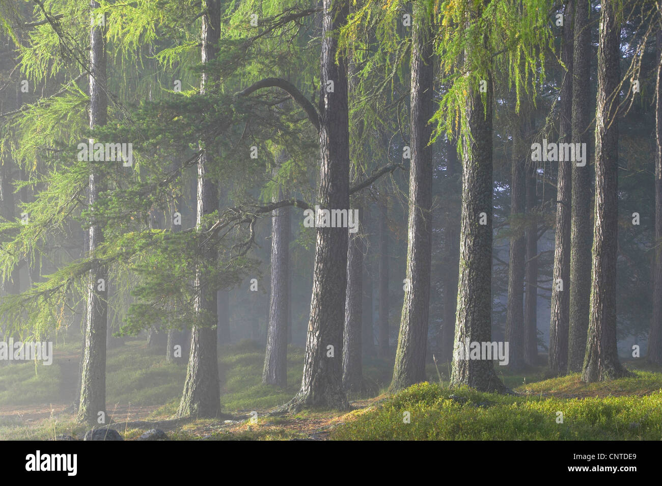 Larche forest in autumn hi-res stock photography and images - Alamy