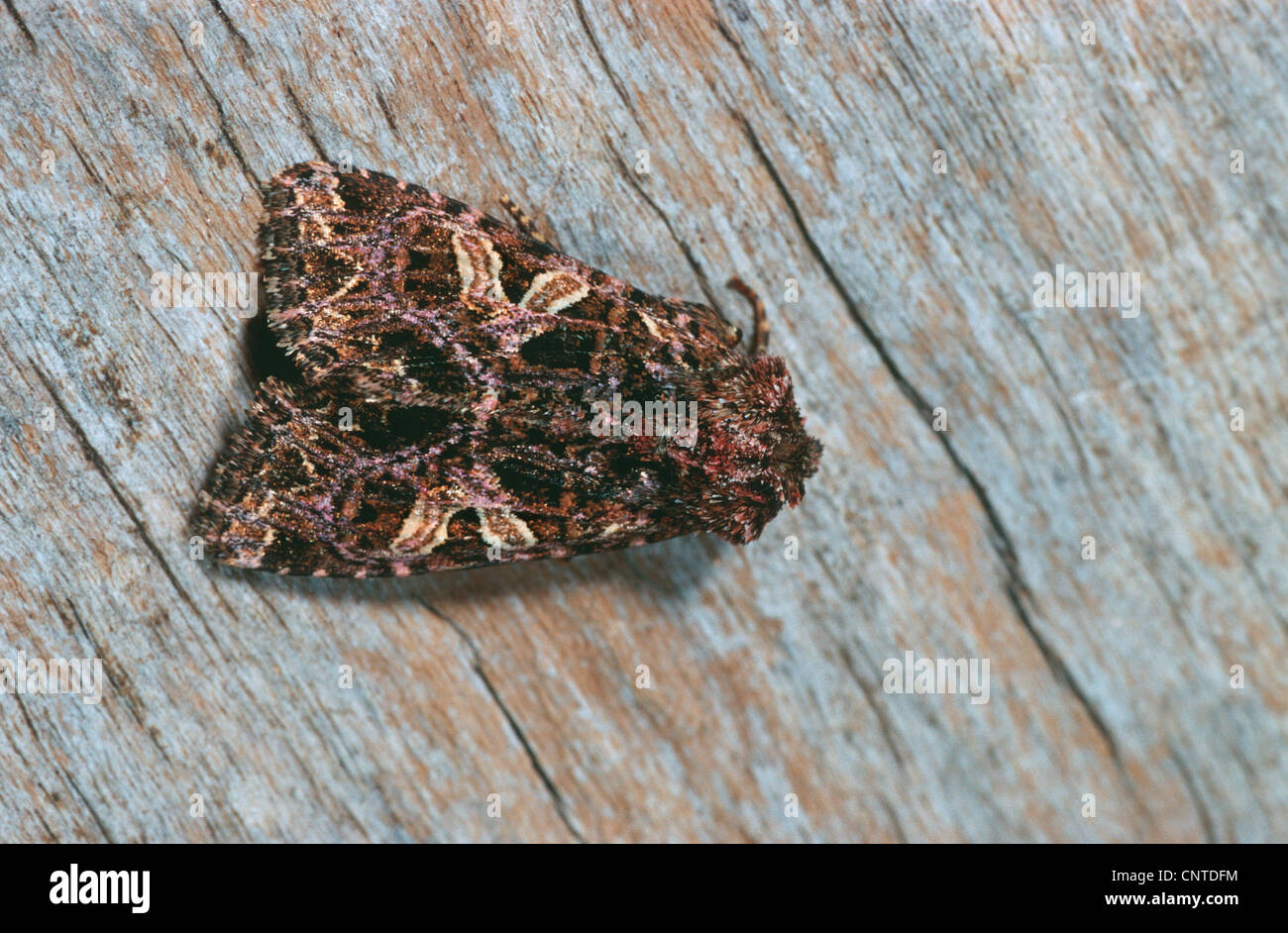Sideridis rivularis (Sideridis rivularis), sitting on dead wood ...