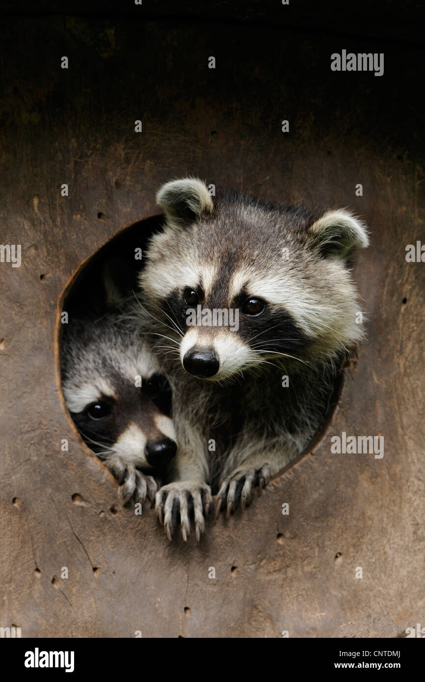 common raccoon (Procyon lotor), two common raccoons looking frontal ...