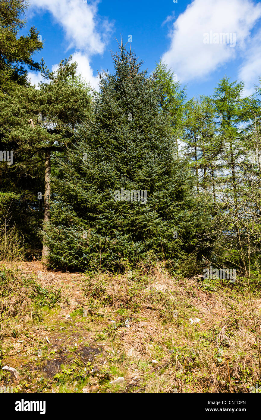 Dramatic Blue Pine tree in the Forestry Commission site at Staple Hill ...
