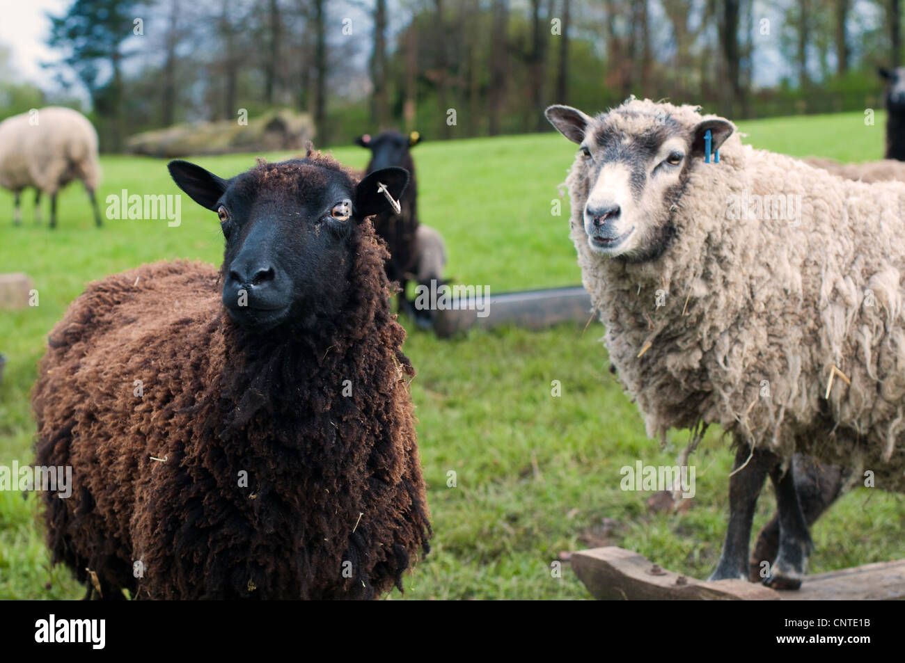 Badger faced sheep hi-res stock photography and images - Alamy