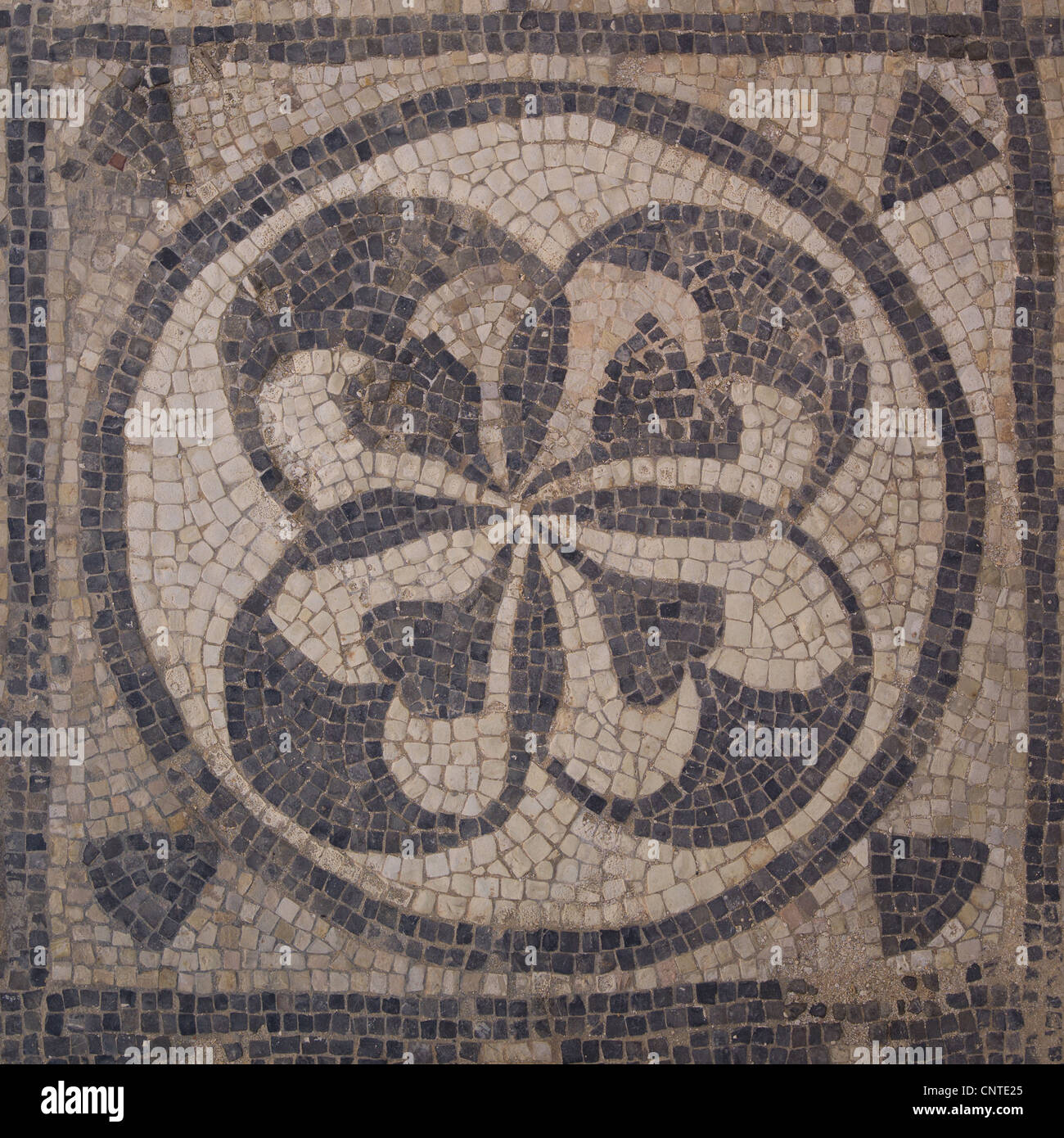 Libya national flower hi-res stock photography and images - Alamy