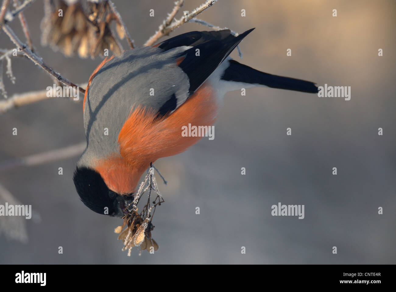 bullfinch, Eurasian bullfinch, northern bullfinch (Pyrrhula pyrrhula ...