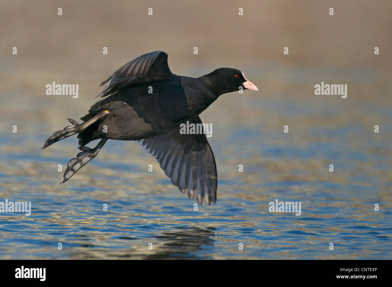 Flying flies and ponds hi-res stock photography and images - Alamy