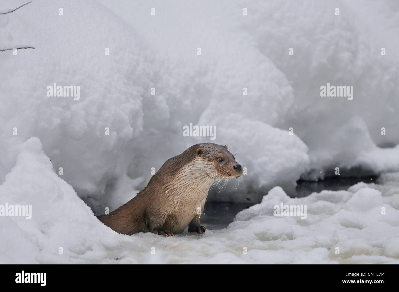 Climbing through snow hi-res stock photography and images - Alamy