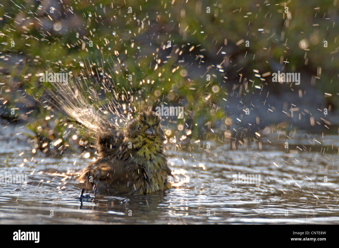 Female bathig hi-res stock photography and images - Alamy