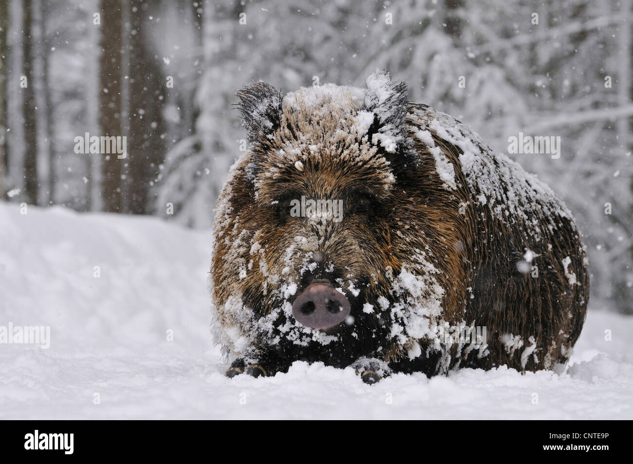 Sus animals wintertime mammals pigs wild boars wintry snowy female hi ...