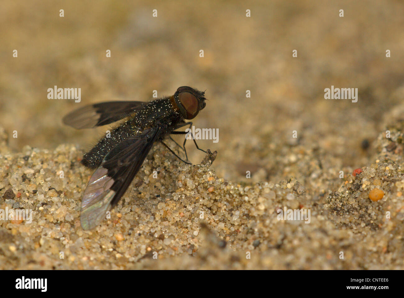 Dusky beefly anthrax anthrax hi-res stock photography and images - Alamy