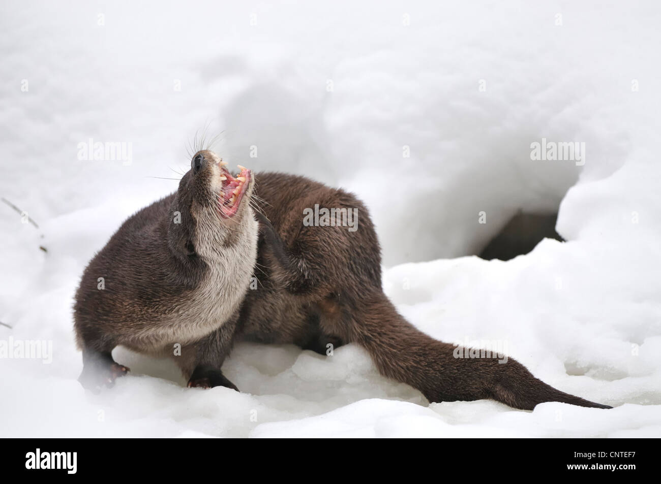 Capped teeth hi-res stock photography and images - Alamy