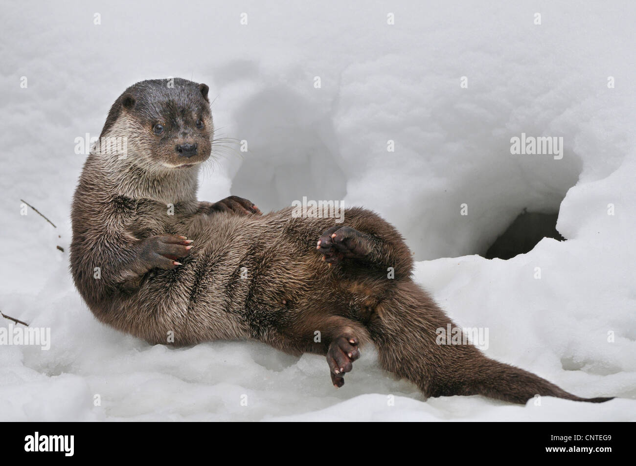 Den otter hi-res stock photography and images - Alamy