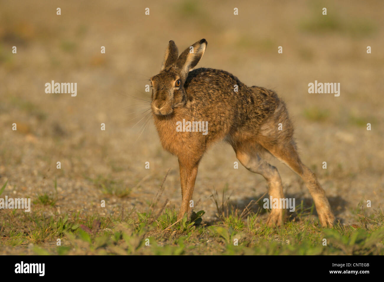 European hare (Lepus europaeus), stretching, Germany, Brandenburg Stock ...