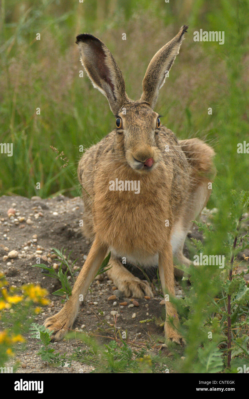 European hare (Lepus europaeus), in a meadow, licking the mouth ...