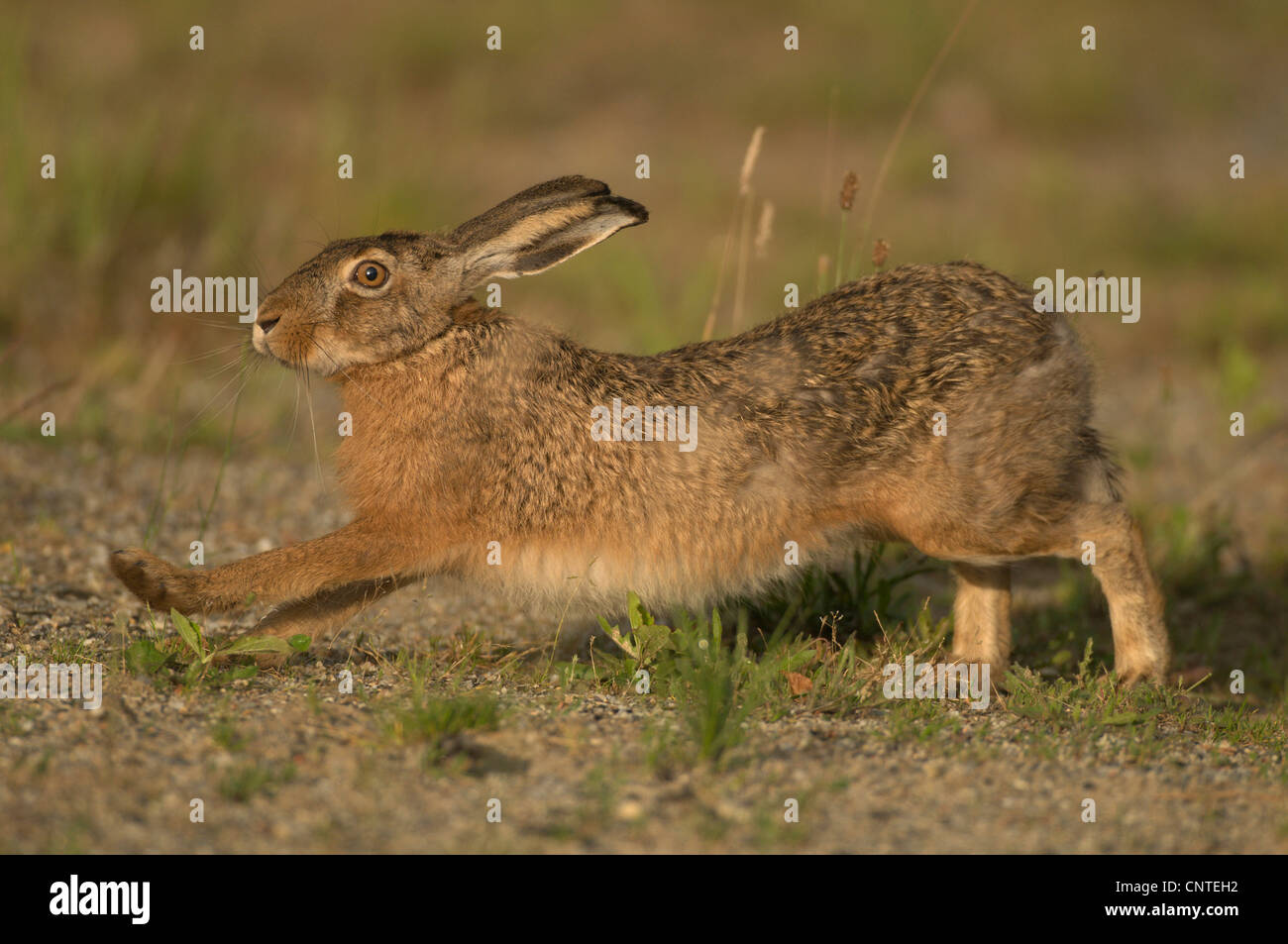 European hare (Lepus europaeus), stretching in a meadow, Germany ...