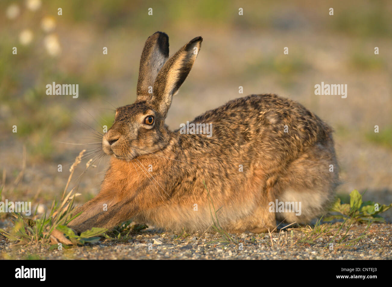 European hare (Lepus europaeus), lying on sandy ground stretching ...