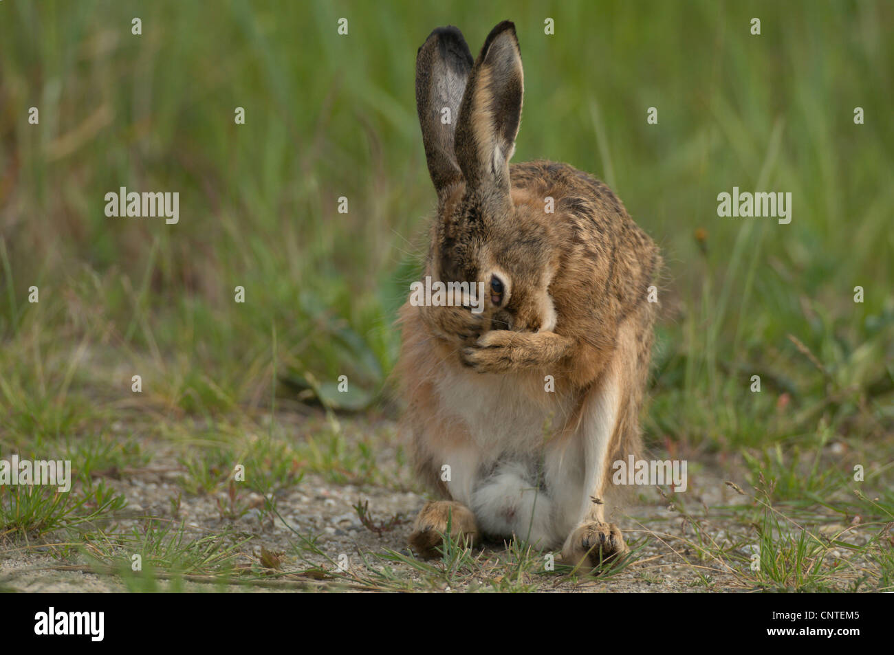 Hare face hi-res stock photography and images - Alamy