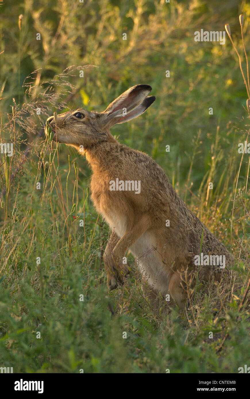 Hares eating grass hi-res stock photography and images - Alamy