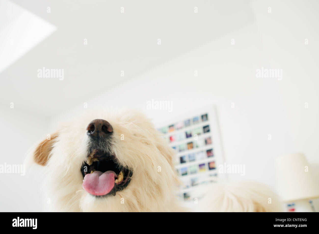 Dogs panting hi-res stock photography and images - Alamy