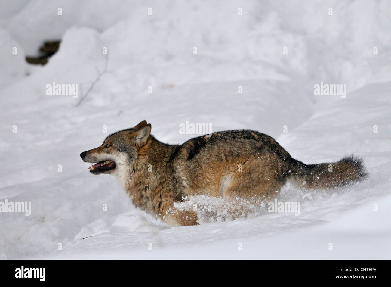 In snow r kaufung hi-res stock photography and images - Alamy