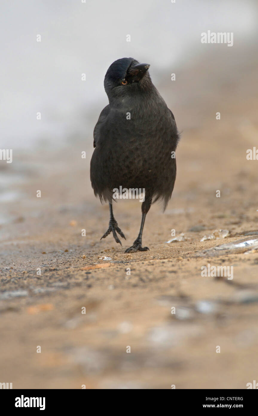 jackdaw (Corvus monedula), walking and canting the head, Germany ...