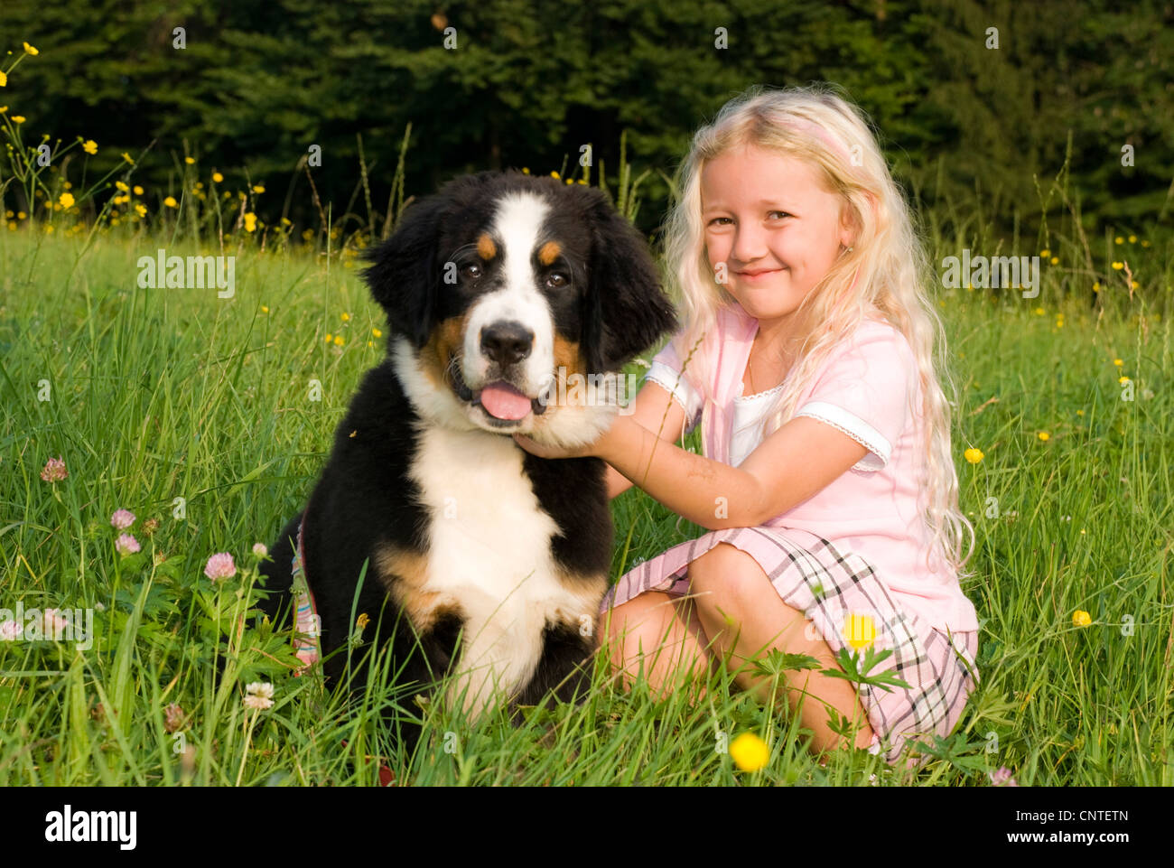 Bernese Mountain Dog (Canis lupus f. familiaris), girl with dog in ...