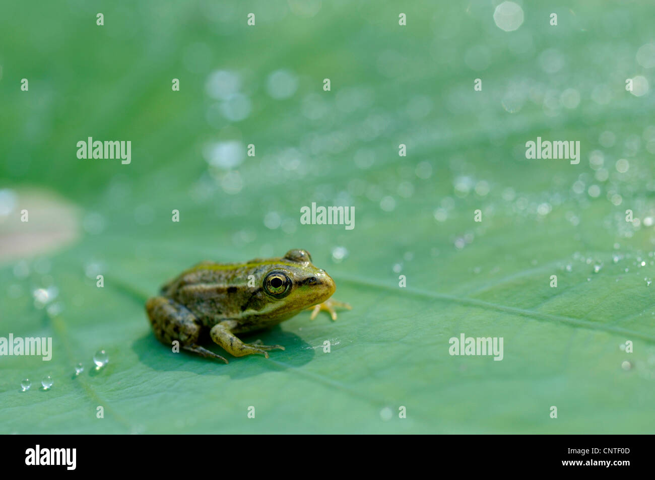 European edible frog, common edible frog (Rana kl. esculenta, Rana ...