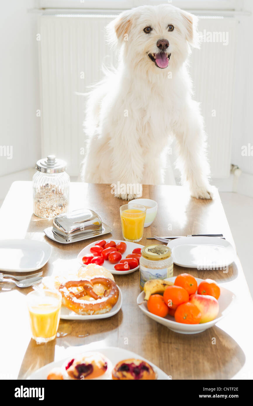 Dog Sitting At Table Stock Photos & Dog Sitting At Table Stock Images ...