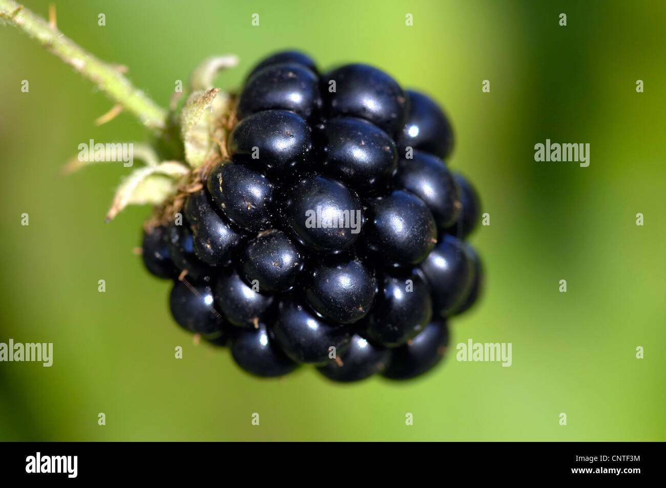 Shrubby blackberry rubus fruticosus hi-res stock photography and images ...