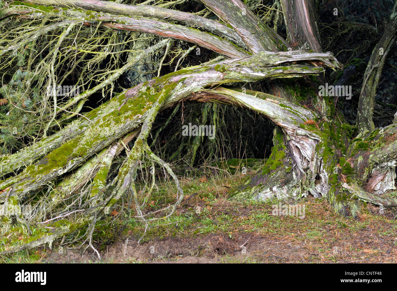 Old juniper trees hi-res stock photography and images - Alamy