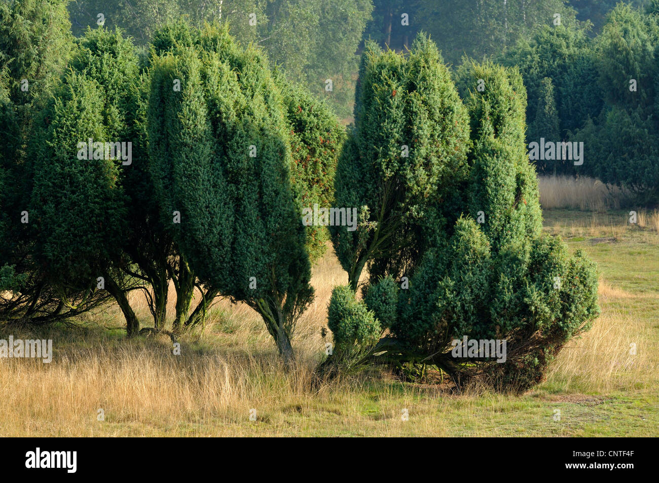 common juniper, ground juniper (Juniperus communis), juniper heath ...