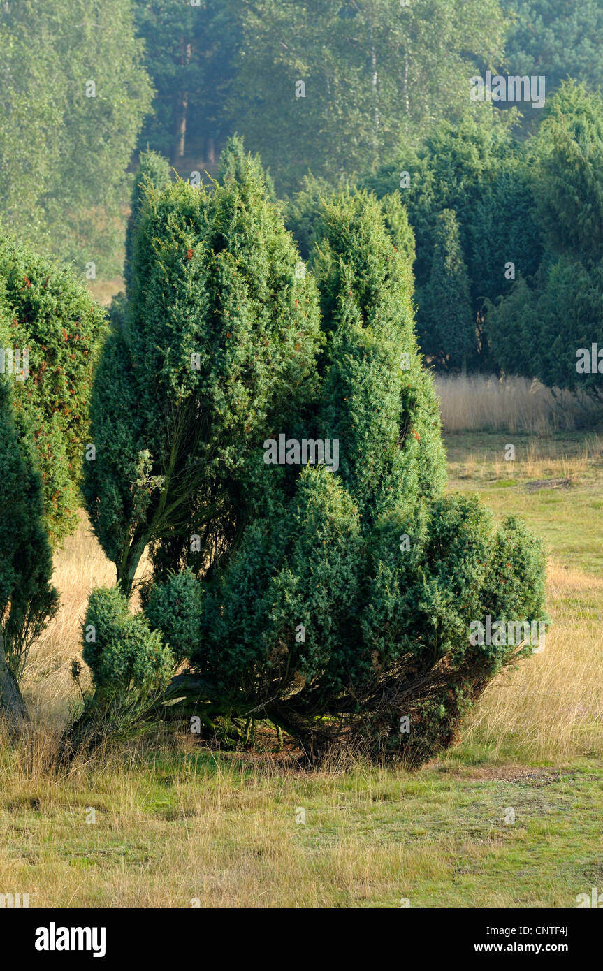 common juniper, ground juniper (Juniperus communis), juniper heath ...