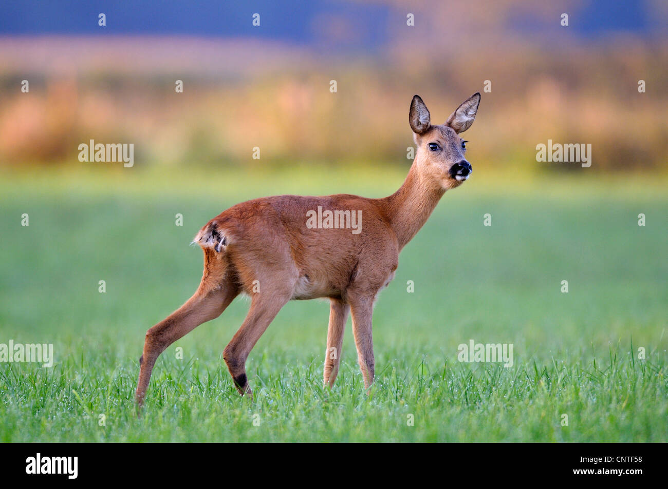 roe deer (Capreolus capreolus), female in a meadow, Germany, North ...
