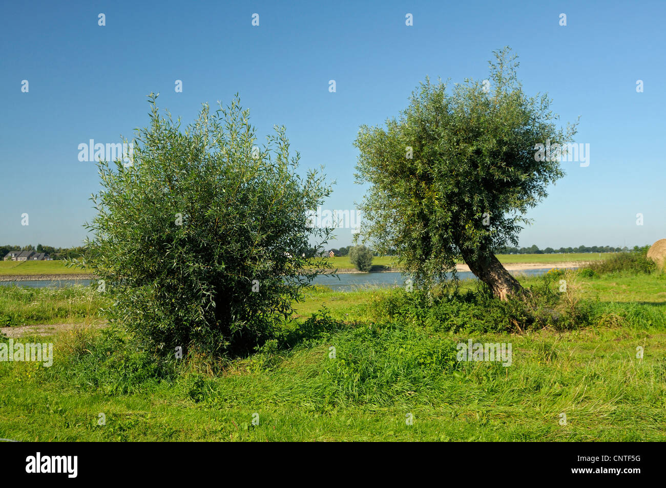 White willows salix alba hi-res stock photography and images - Alamy