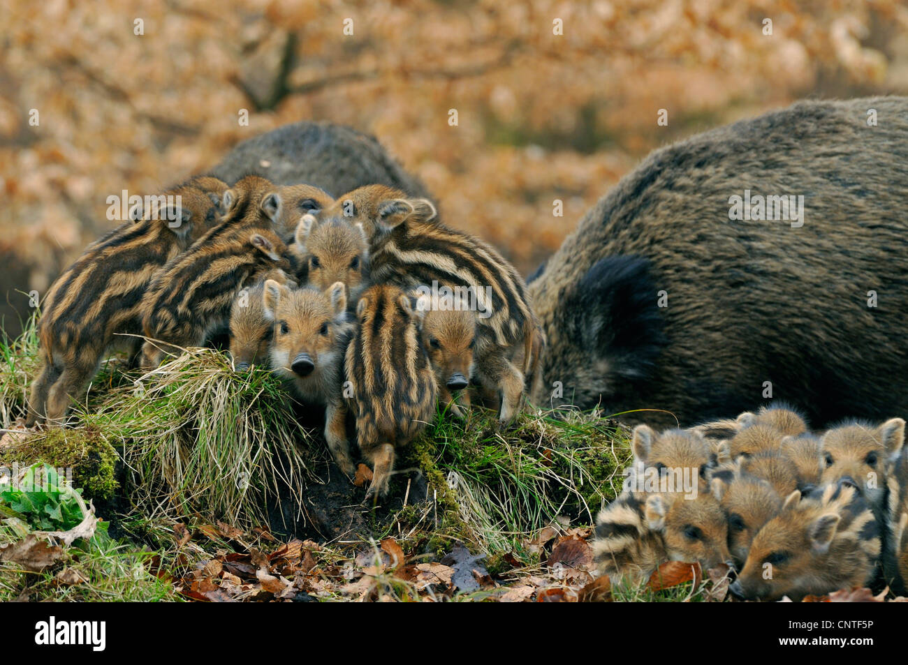 wild boar, pig, wild boar (Sus scrofa), Young pigs climbing on mossy ...