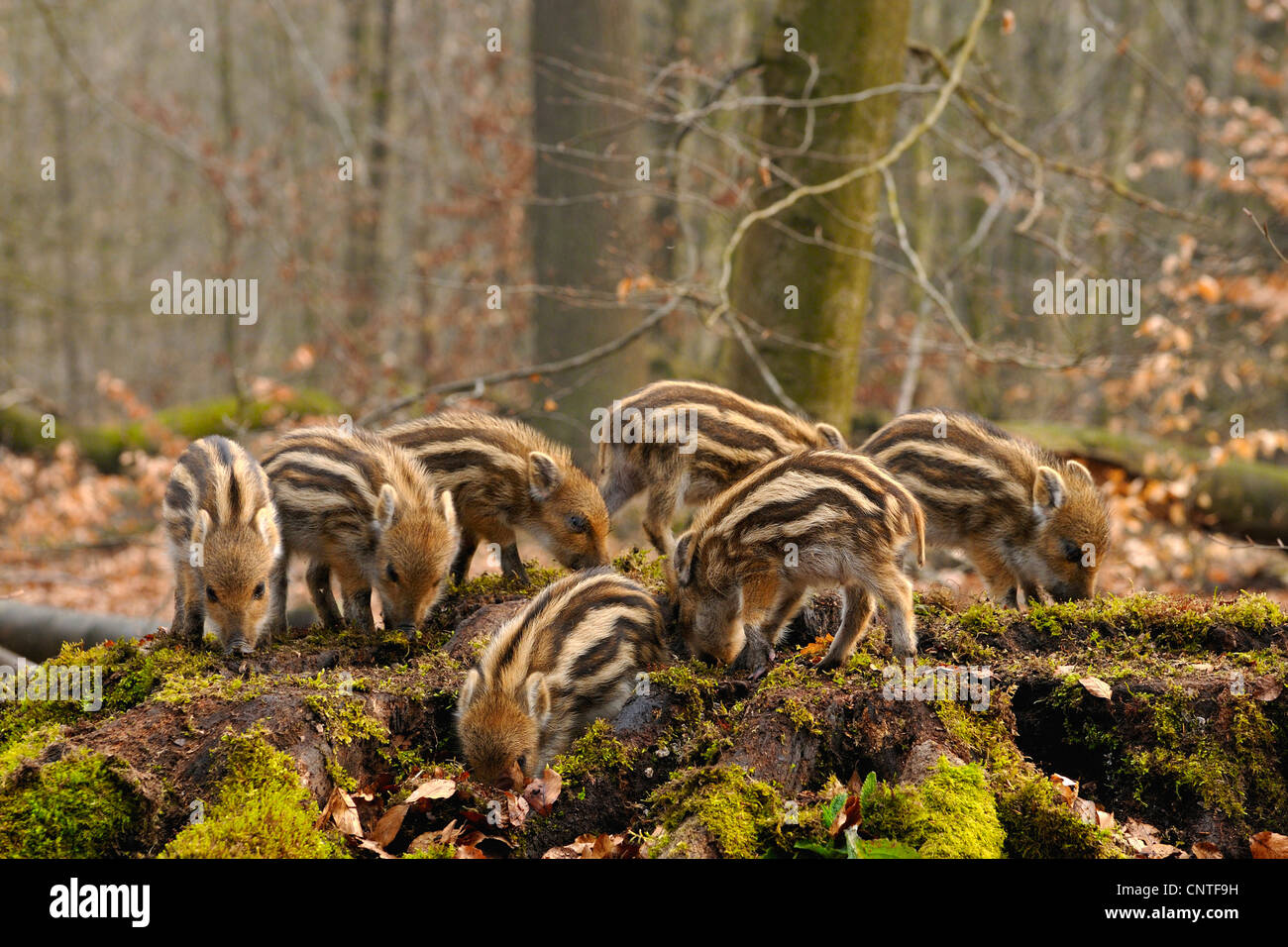 wild boar, pig, wild boar (Sus scrofa), Young pigs climbing on mossy ...